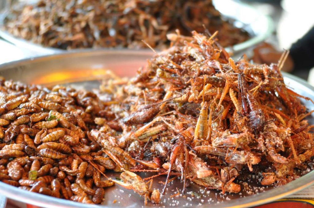 Edible Insects Gaining Popularity Across the Globe