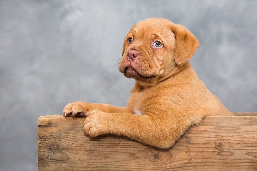 Top 10 Most Expensive Dogs in the World