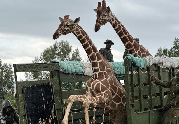 Reticulated Giraffes Reintroduced to Mount Kenya After 40 Years